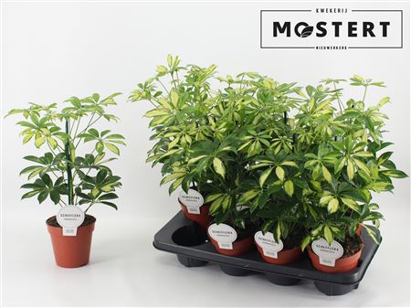 Green Indoorplants